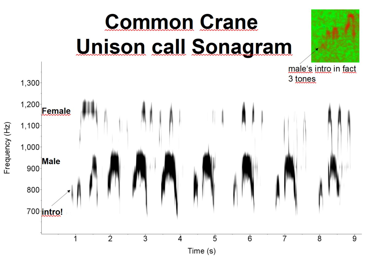sonagram-example - Bernhard Wessling